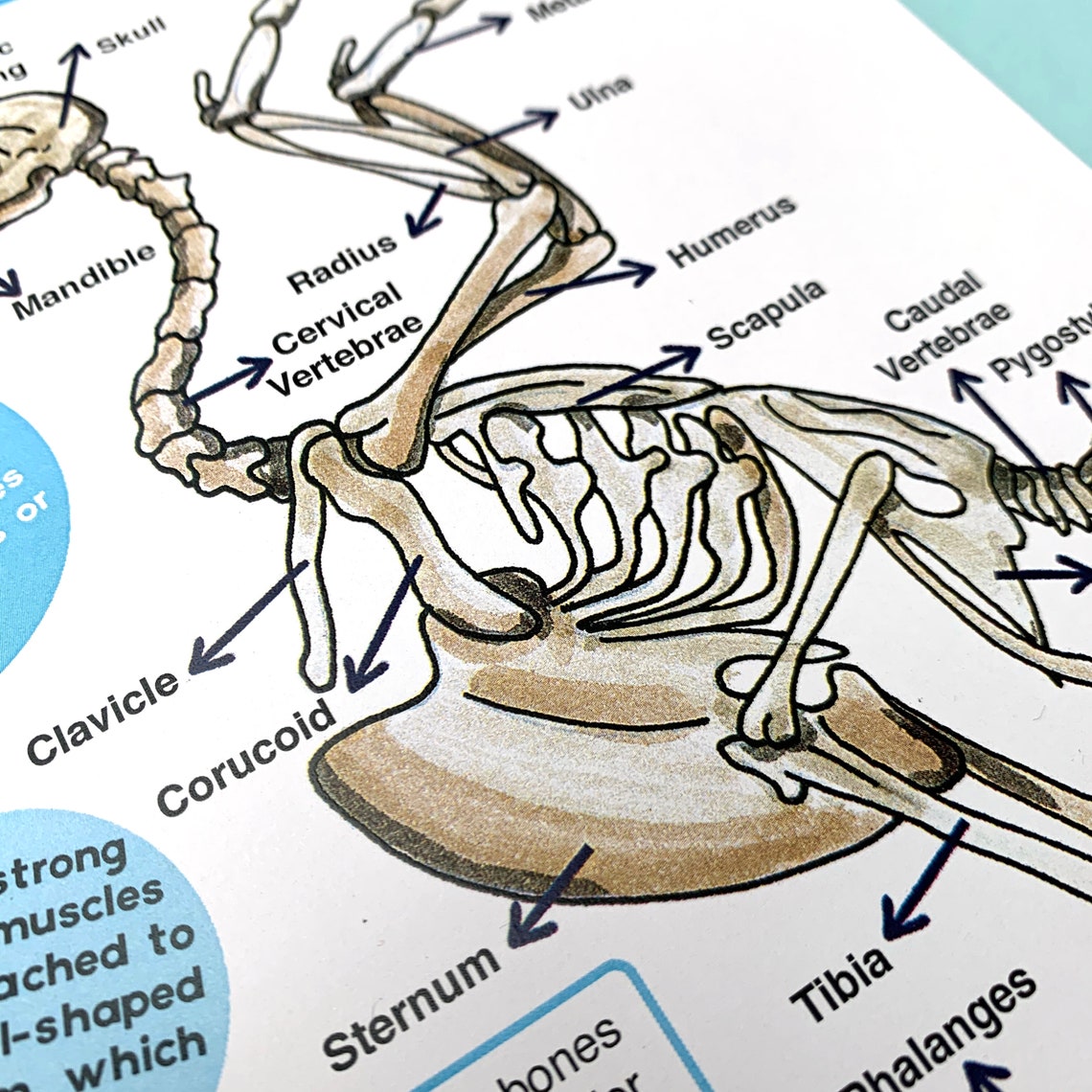 Bird Skeleton Diagram - Pigeon Educational Birds Species Printable ...