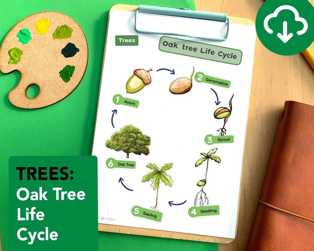 Oak Tree Life Cycle - Educational Tree Printable - Etsy