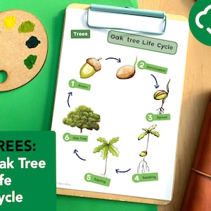Oak Tree Life Cycle - Educational Tree Printable - Etsy