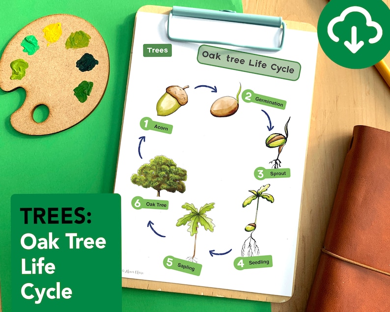 Oak Tree Life Cycle Educational Tree Printable - Etsy