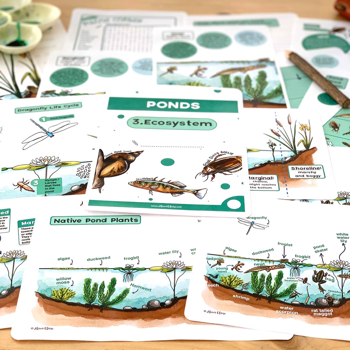 Pond Ecosystem and Food Chains Nature Study Pack Home - Etsy