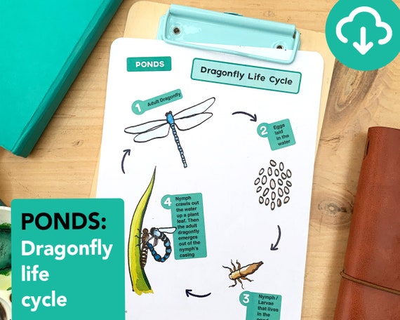 Dragonfly Life Cycle Poster Educational Pond Printable | Etsy