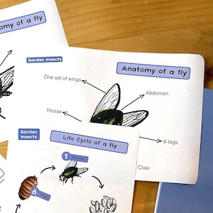 Fly Life Cycle Diagram - Educational Fly Anatomy Printable - Etsy