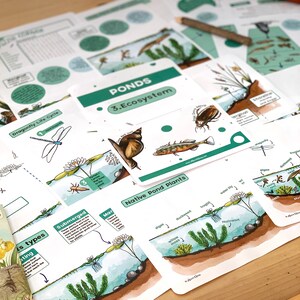 Pond Ecosystem and Food Chains Nature Study Pack - Home Education Food ...