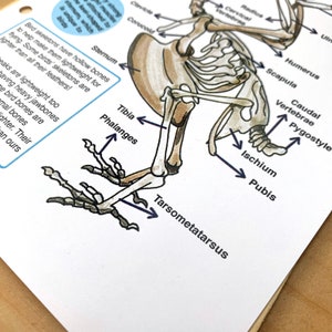 Bird Skeleton Diagram - Pigeon Educational Birds Species Printable ...