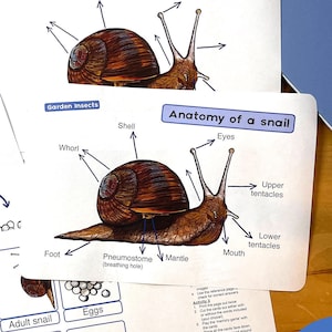 Snail Life Cycle Diagram - Educational Snail Anatomy Printable - Etsy