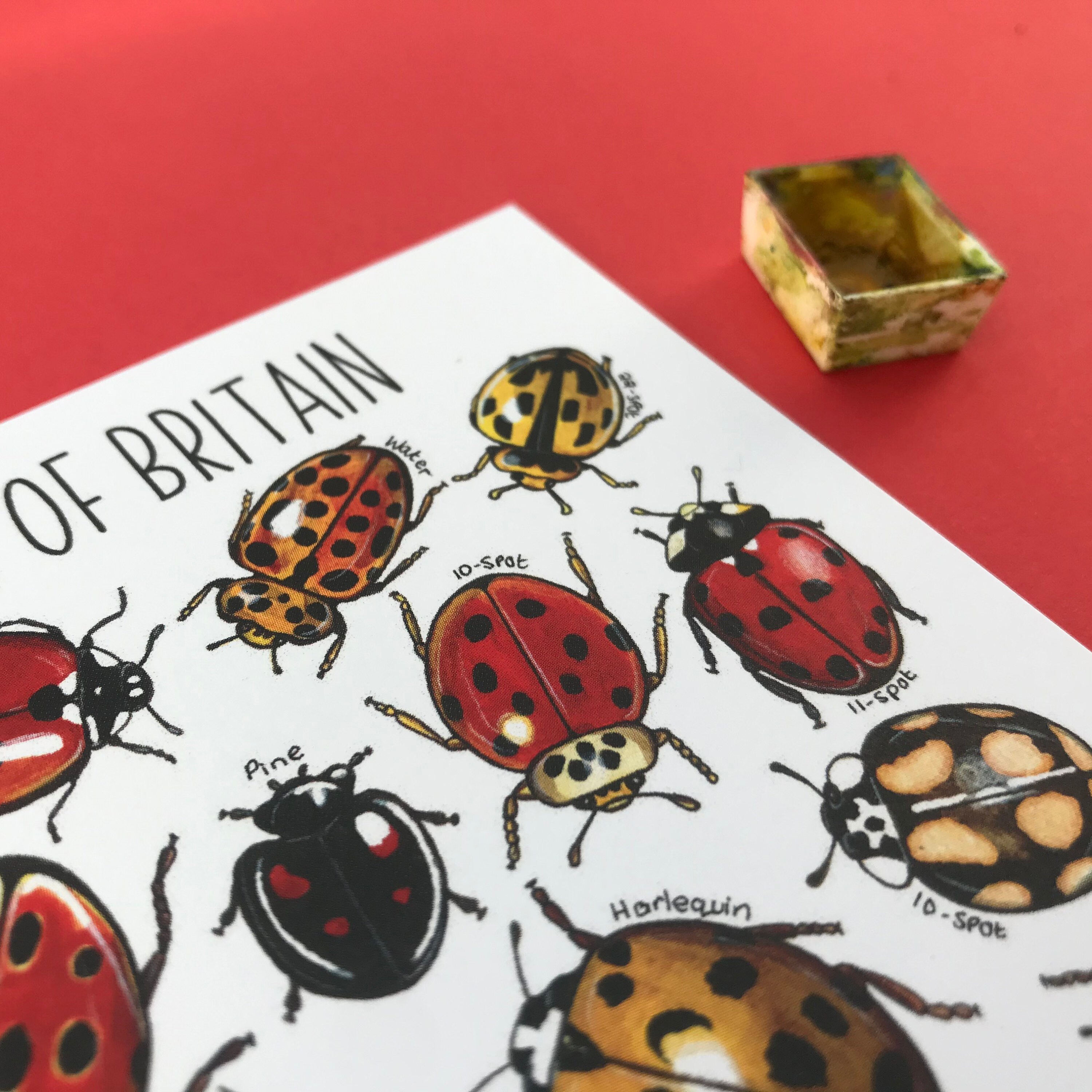Ladybirds of Britain Watercolour Postcard - Etsy
