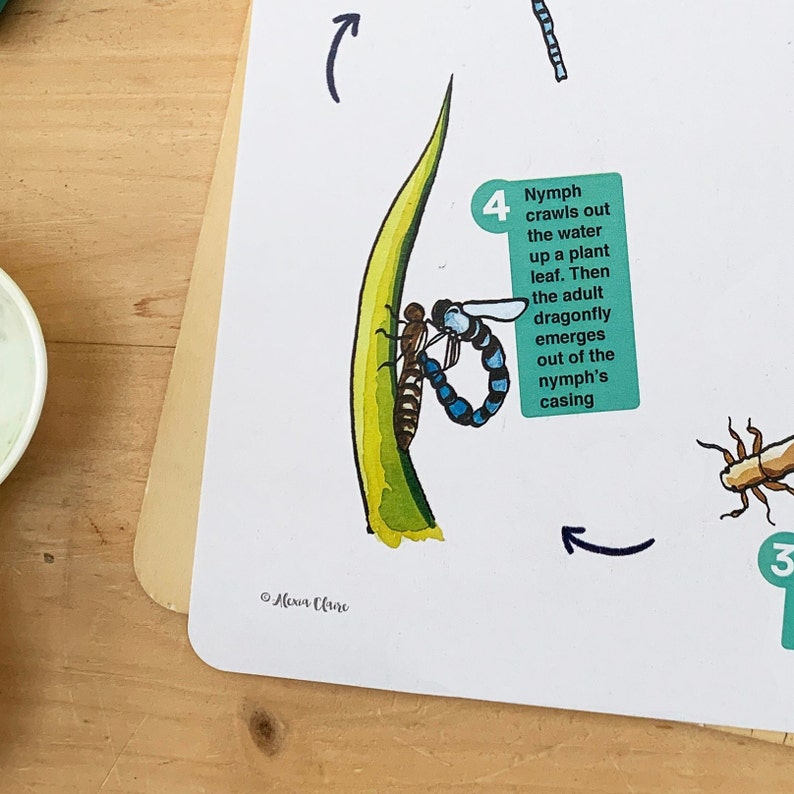Dragonfly Life Cycle Poster Educational Pond Printable - Etsy