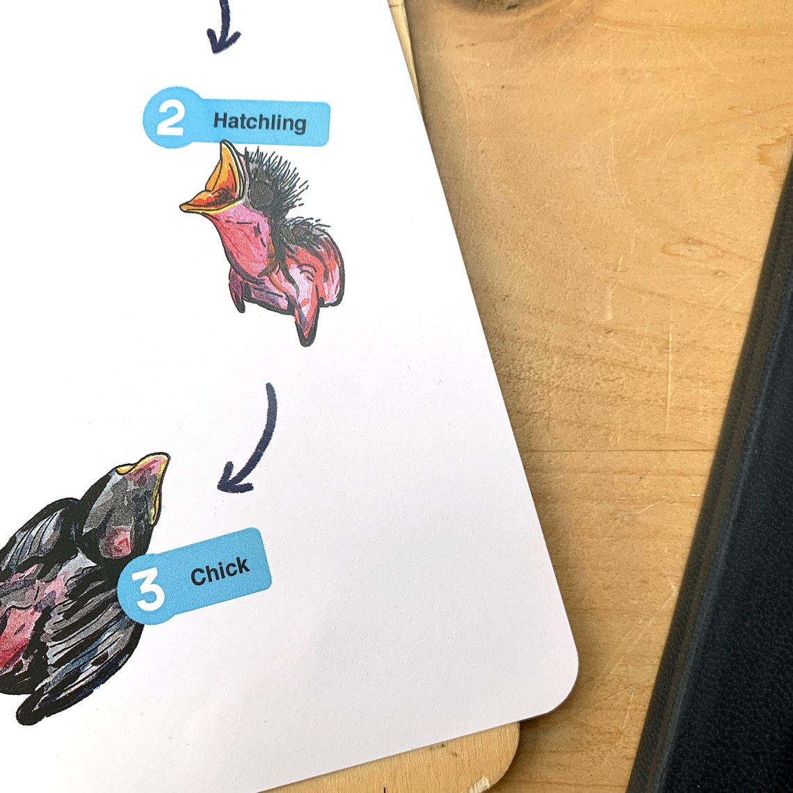 Robin Life Cycle Diagram - Educational Birds Species Printable - Etsy