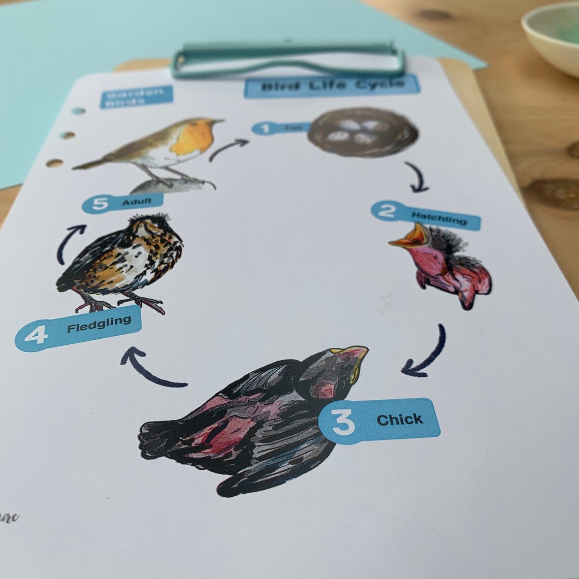 Robin Life Cycle Diagram Educational Birds Species Printable - Etsy