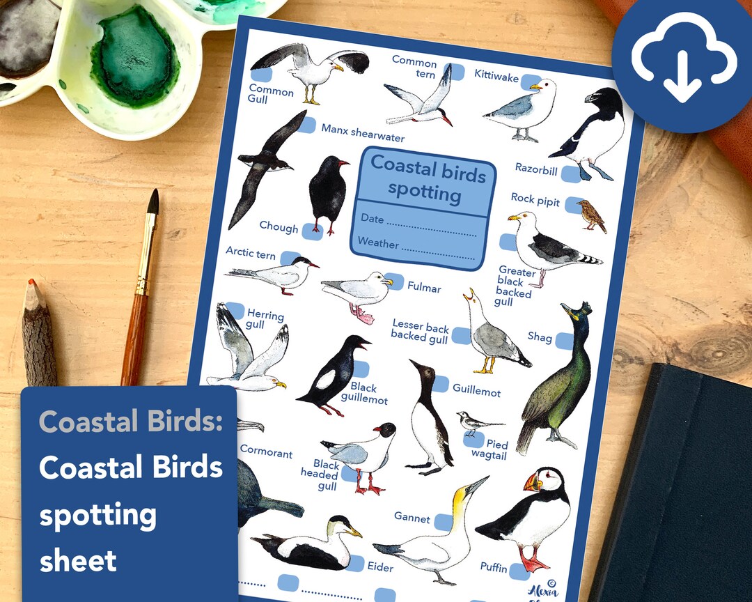 Coastal Birds Spotting Worksheet - Educational Wildlife Printable - Etsy