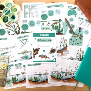 Pond Ecosystem and Food Chains Nature Study Pack - Home Education Food ...