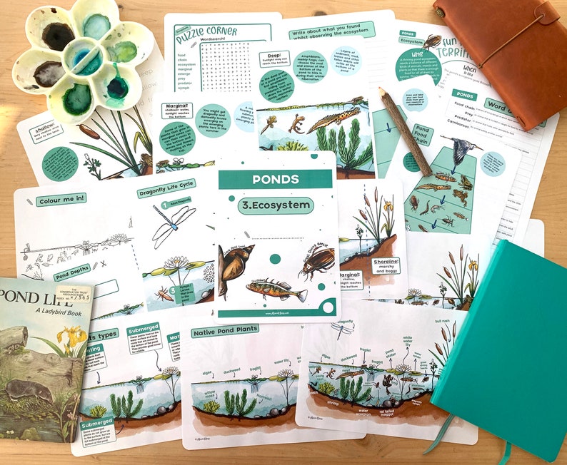Pond Ecosystem and Food Chains Nature Study Pack - Home Education Food ...