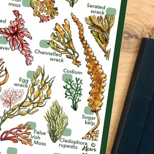 Seaweed Spotting Worksheet - Educational Wildlife Printable - Etsy