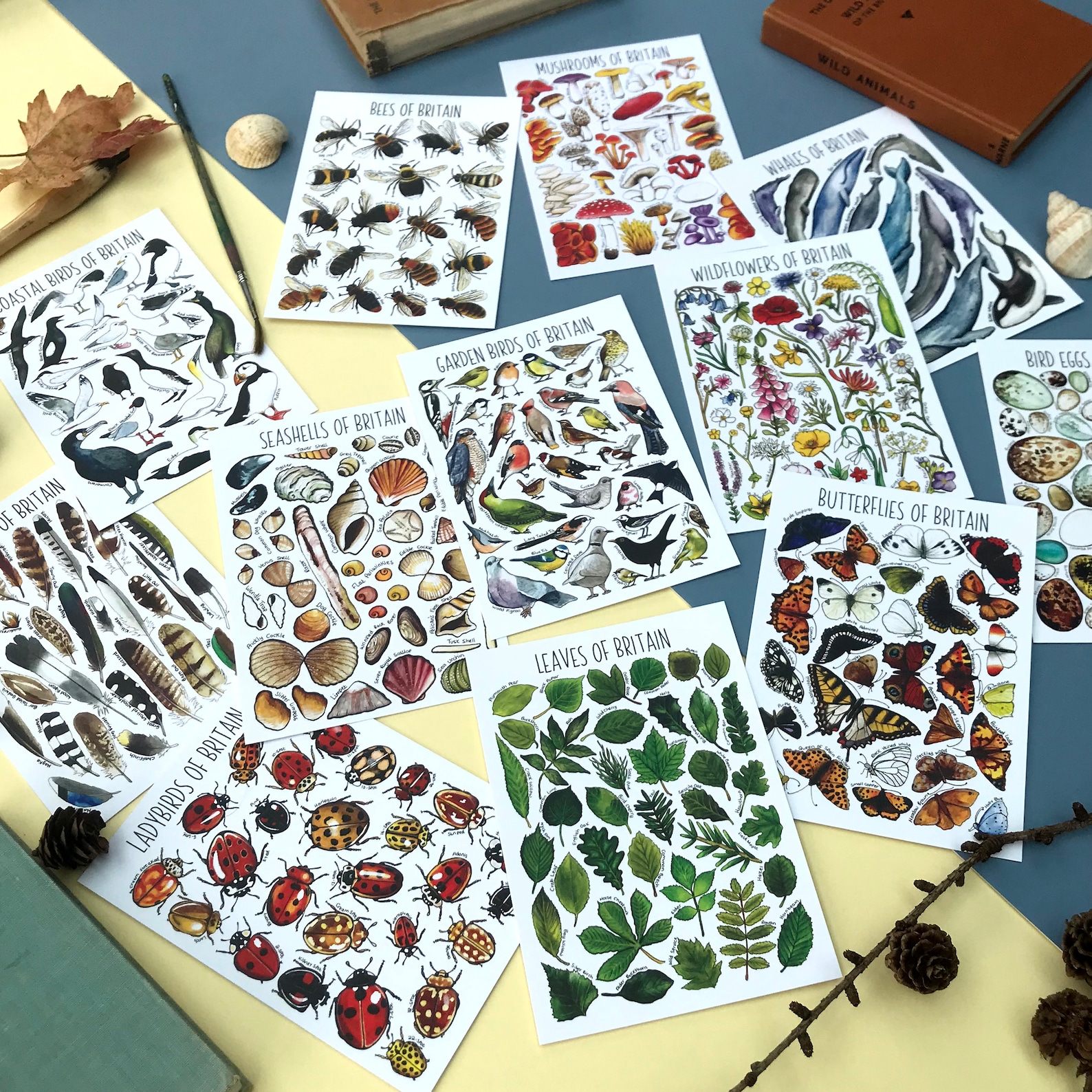 British Wildlife Postcard Pack of Twelve Postcards Pack - Etsy