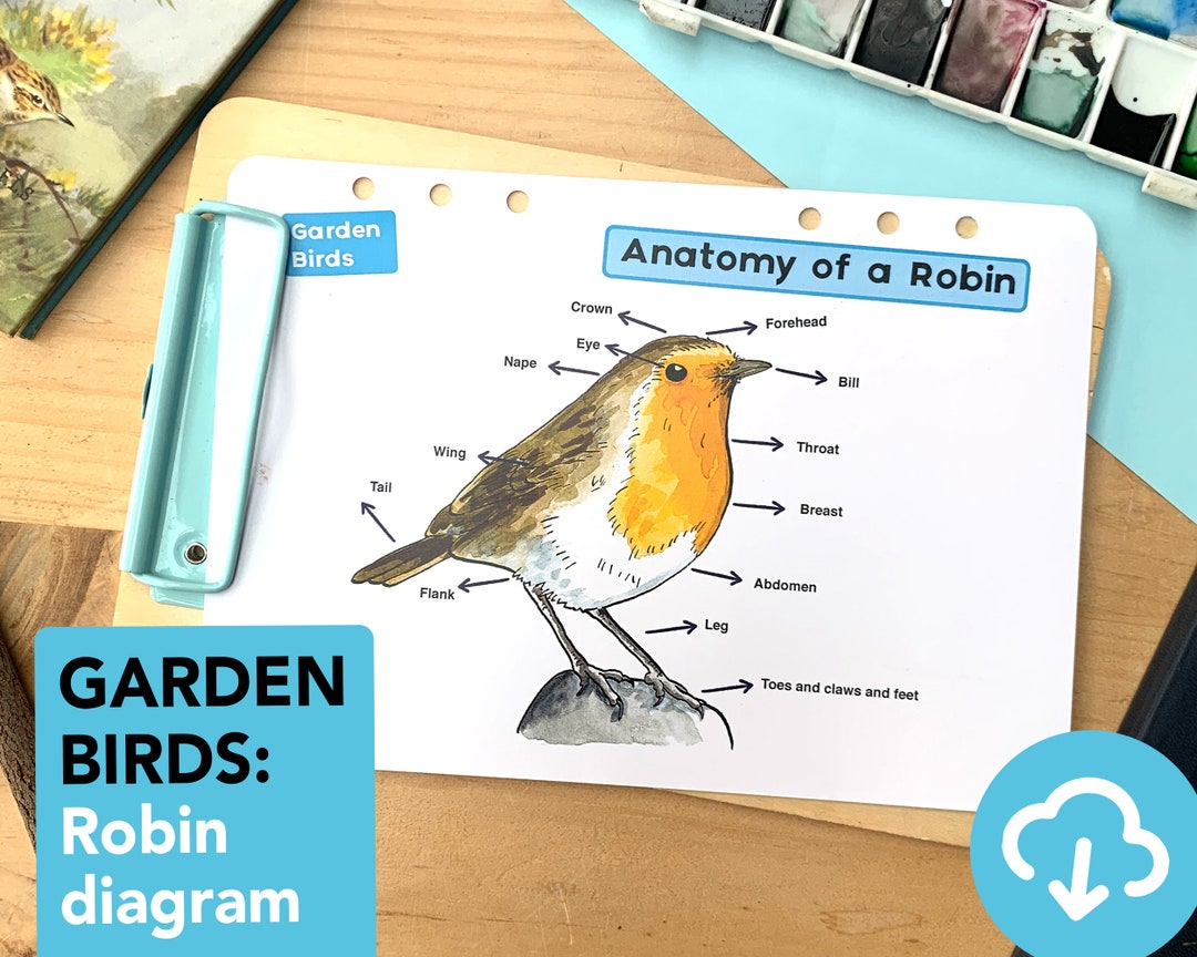 Robin Anatomy Diagram - Educational Birds Species Printable - Etsy
