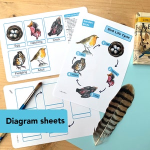 Mega Bundle Garden Birds Nature Learning - Three Mini Studies in One ...