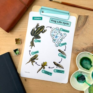 Frog Life Cycle Poster - Educational Pond Printable - Etsy UK