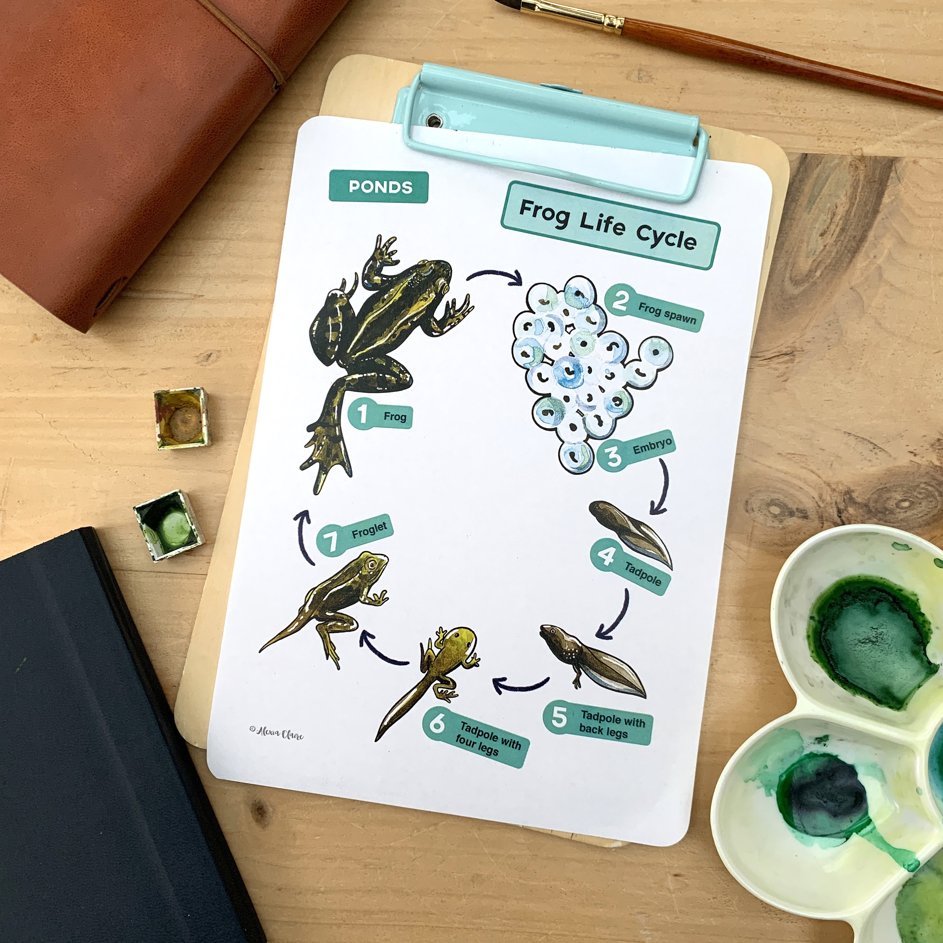 Frog Life Cycle Poster - Educational Pond Printable - Etsy UK