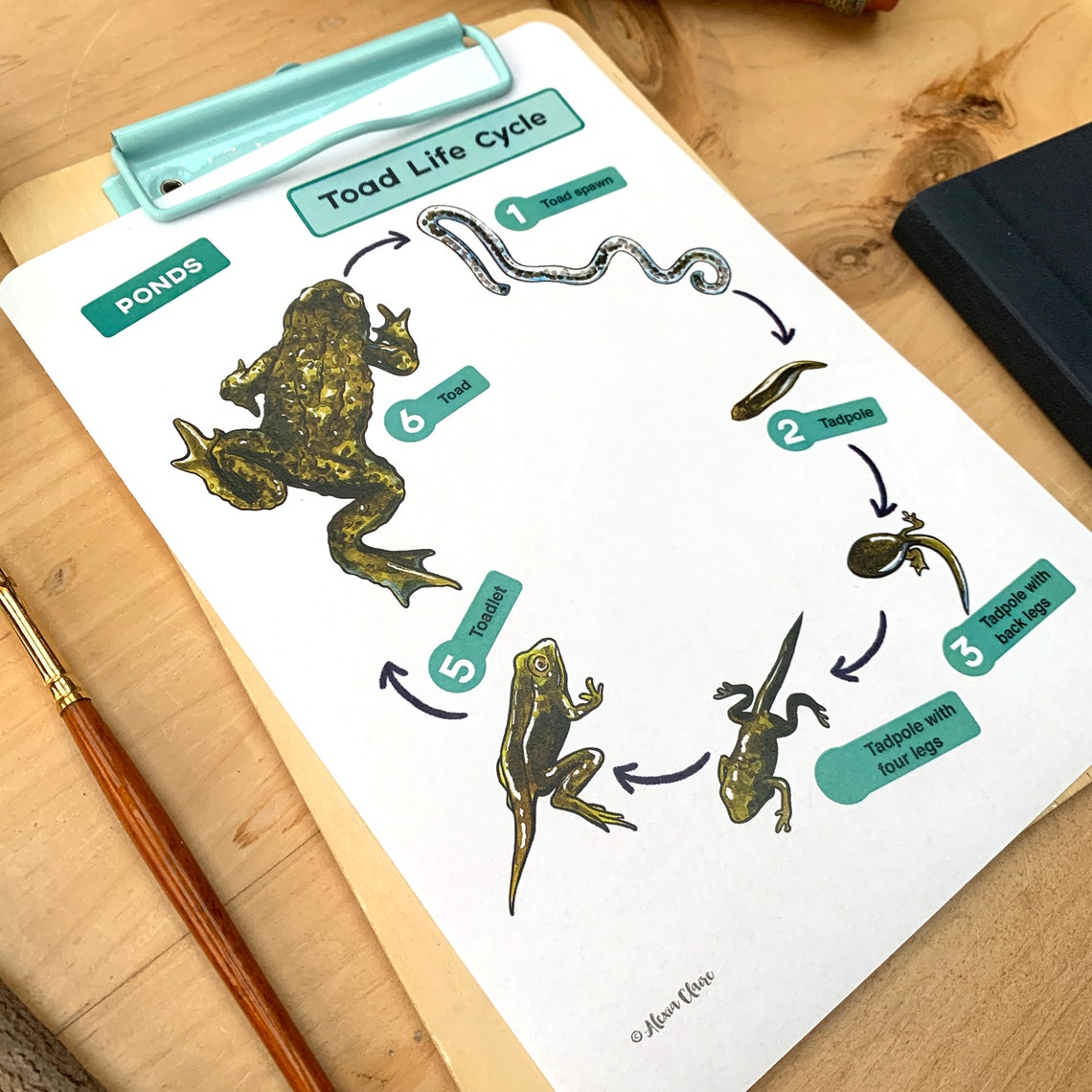 Toad Life Cycle Poster - Educational Pond Printable - Etsy UK