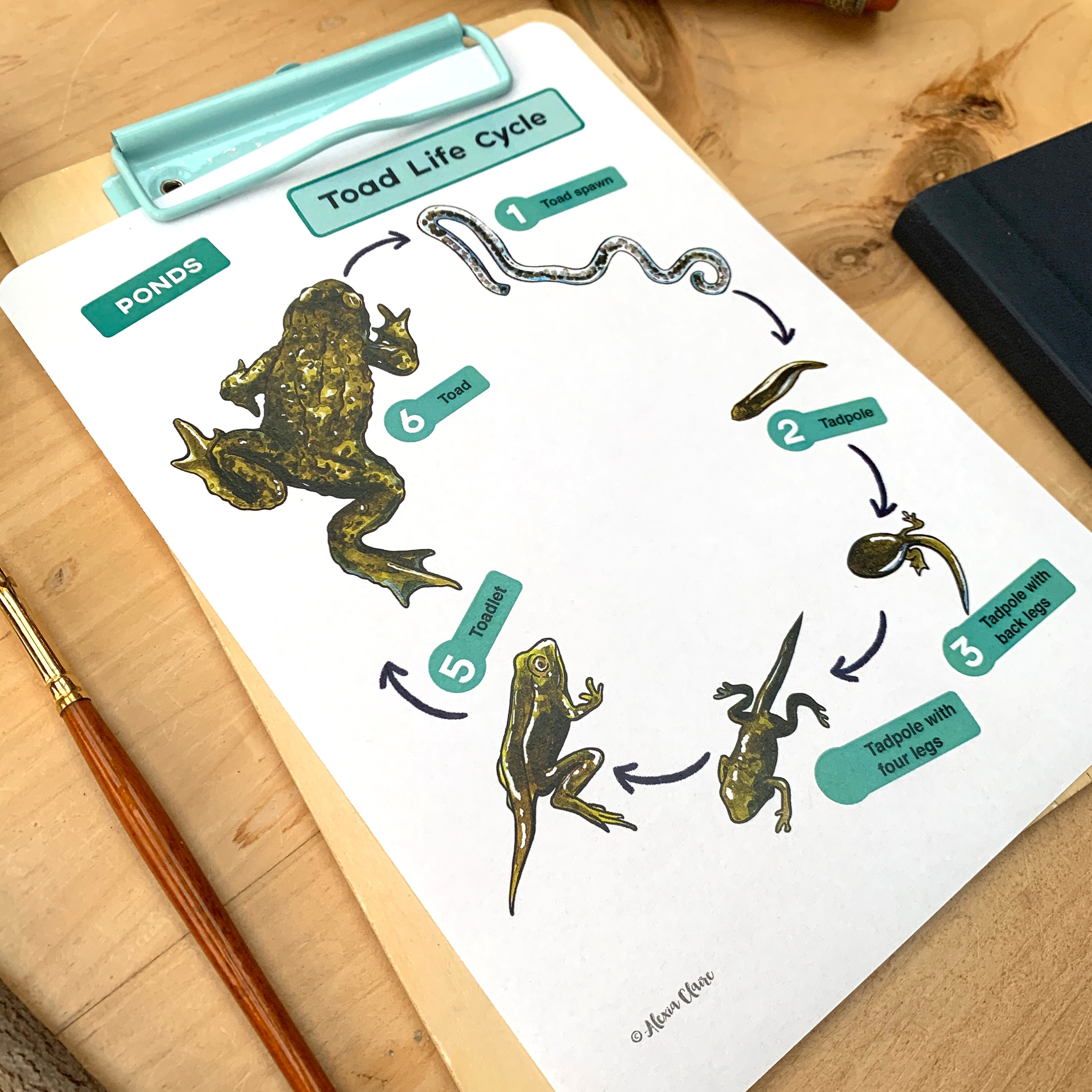 Toad Life Cycle Poster - Educational Pond Printable - Etsy UK