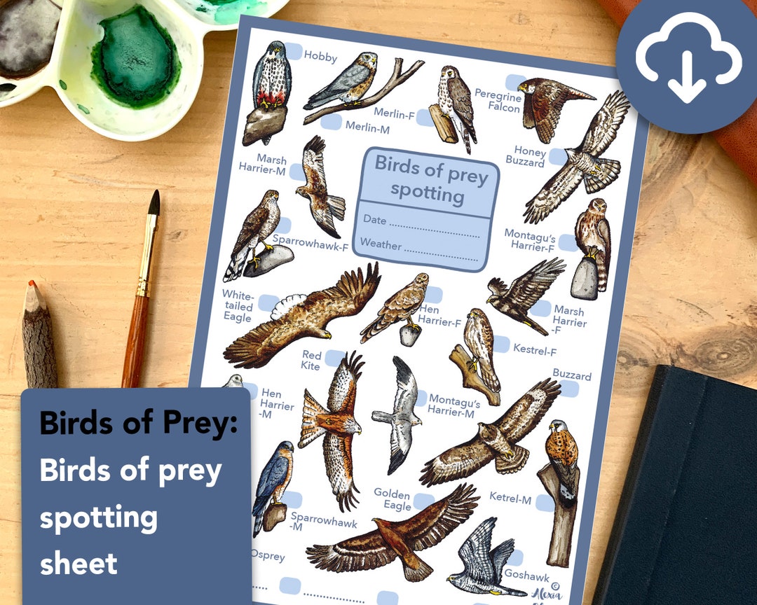 Birds of Prey Spotting Worksheet - Educational Wildlife Printable - Etsy