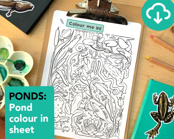 Pond Life Colouring in Sheet Educational Pond Printable - Etsy