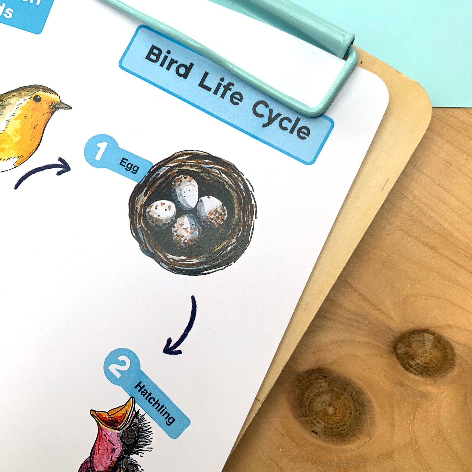 Robin Life Cycle Diagram - Educational Birds Species Printable - Etsy