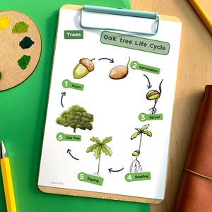 Oak Tree Life Cycle - Educational Tree Printable - Etsy