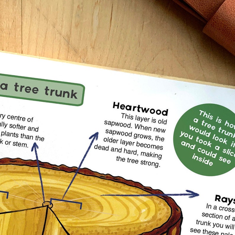 Tree Trunk Slice Diagram - Educational Tree Printable - Etsy