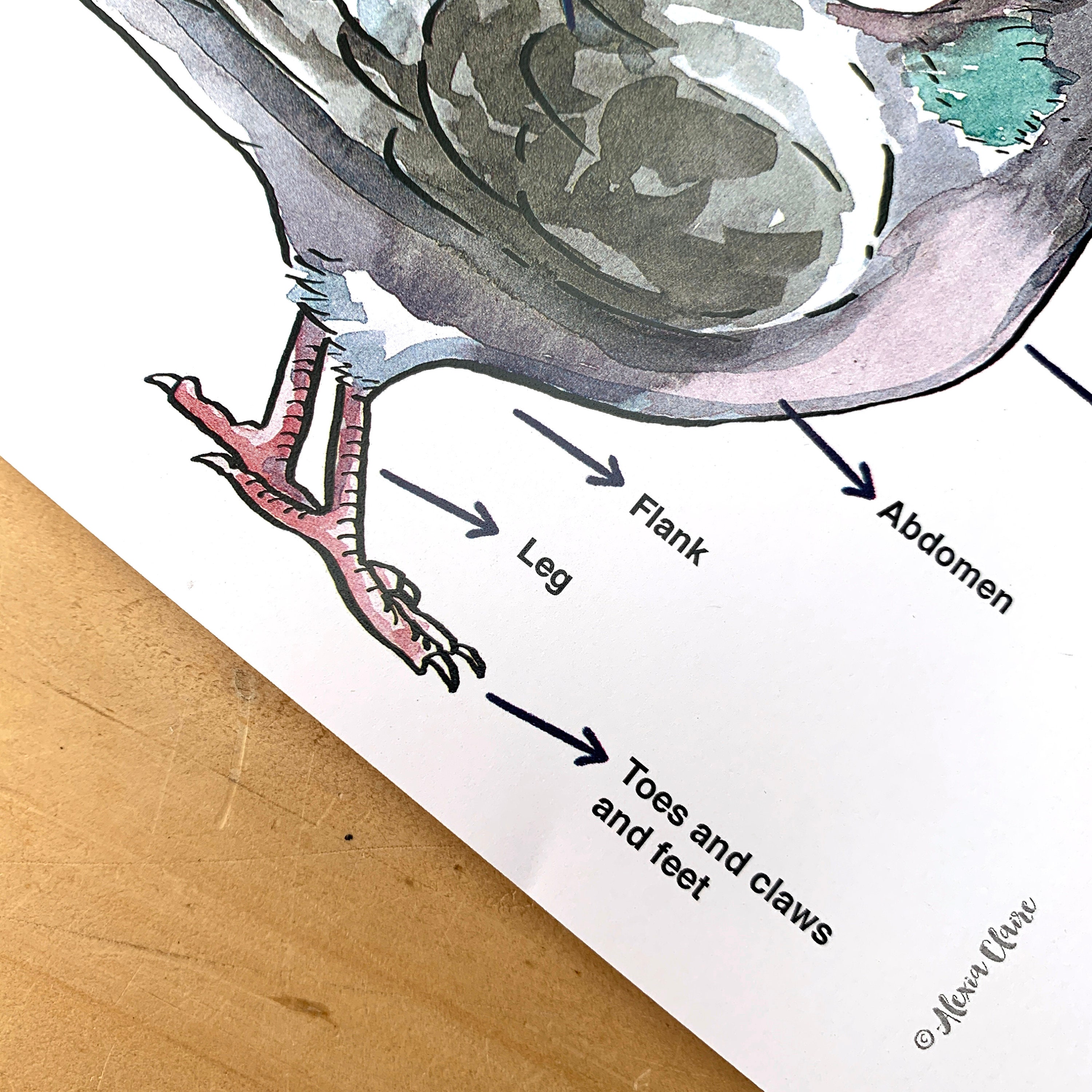 Pigeon Dissection