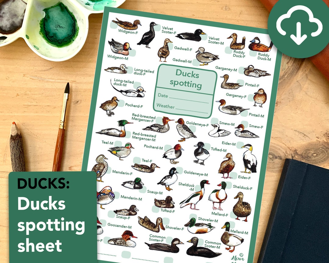 Ducks Spotting Worksheet - Educational Wildlife Printable - Etsy