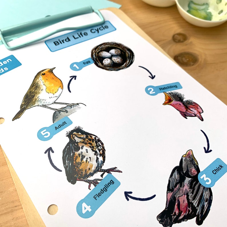 Robin Life Cycle Diagram Educational Birds Species Printable - Etsy