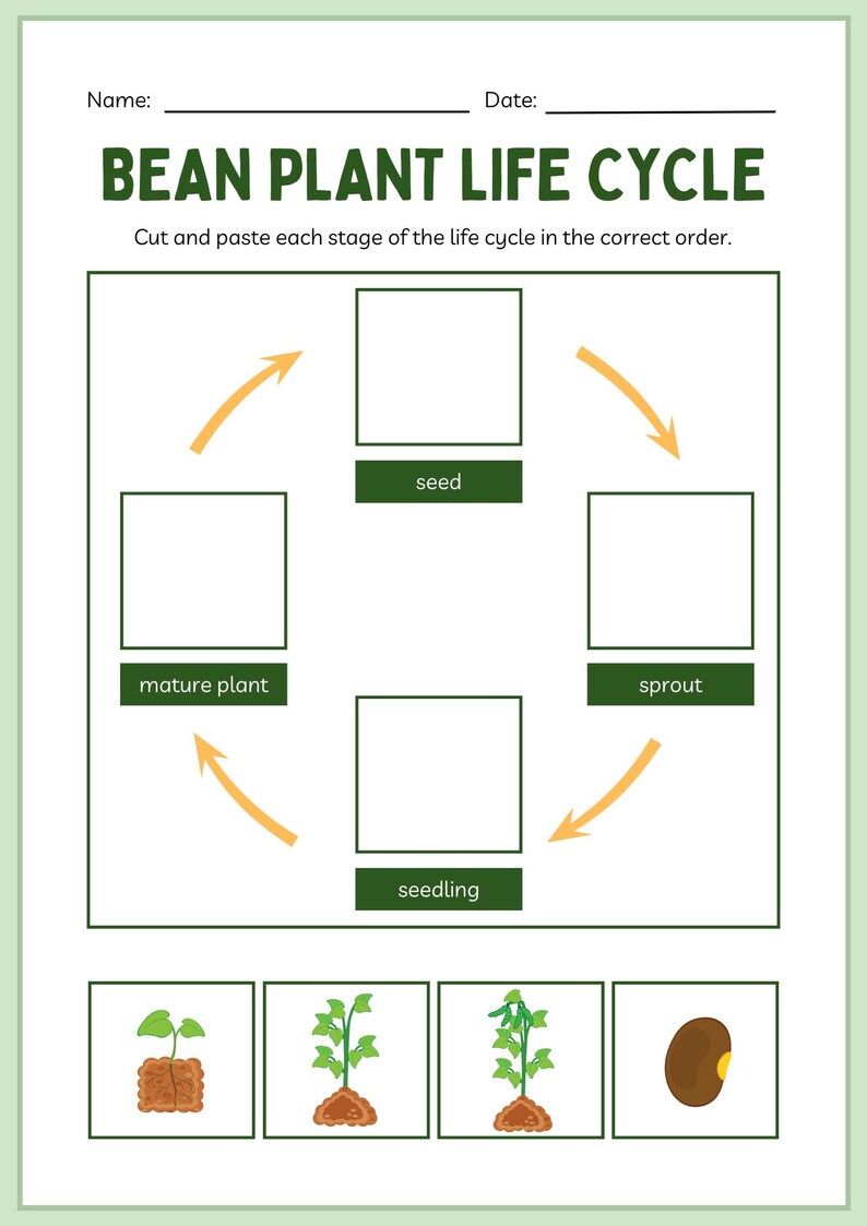 Life Cycle Cut and Paste Worksheets | Bean Plant Watermelon Fish | No ...