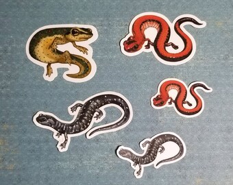 Salamander Stickers - Etsy