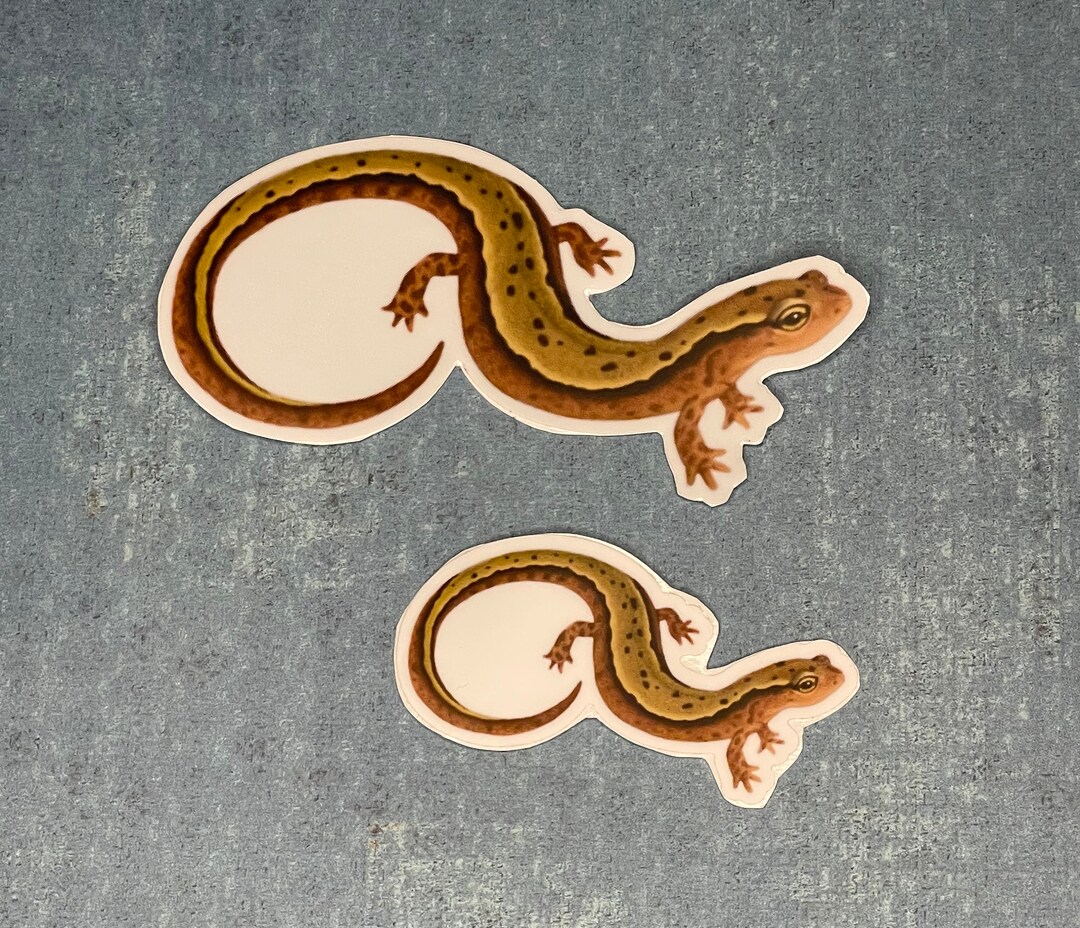 Northern Two-lined Salamander Stickers - Etsy