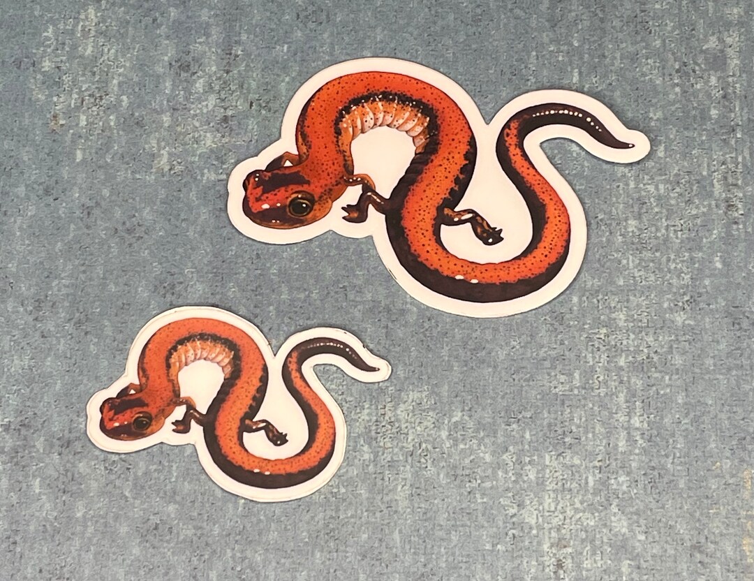 Redbacked Salamander Stickers - Etsy