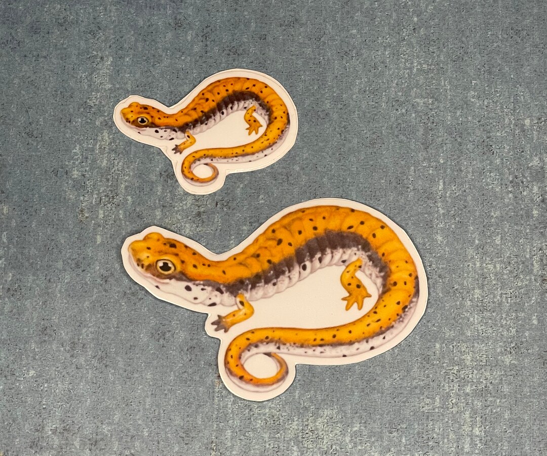 Four-toed Salamander Stickers - Etsy