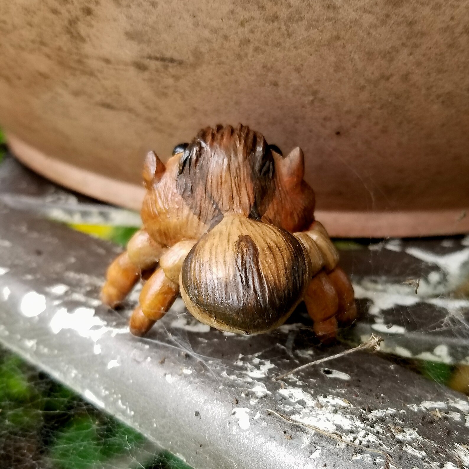 Werewolf spider | Etsy