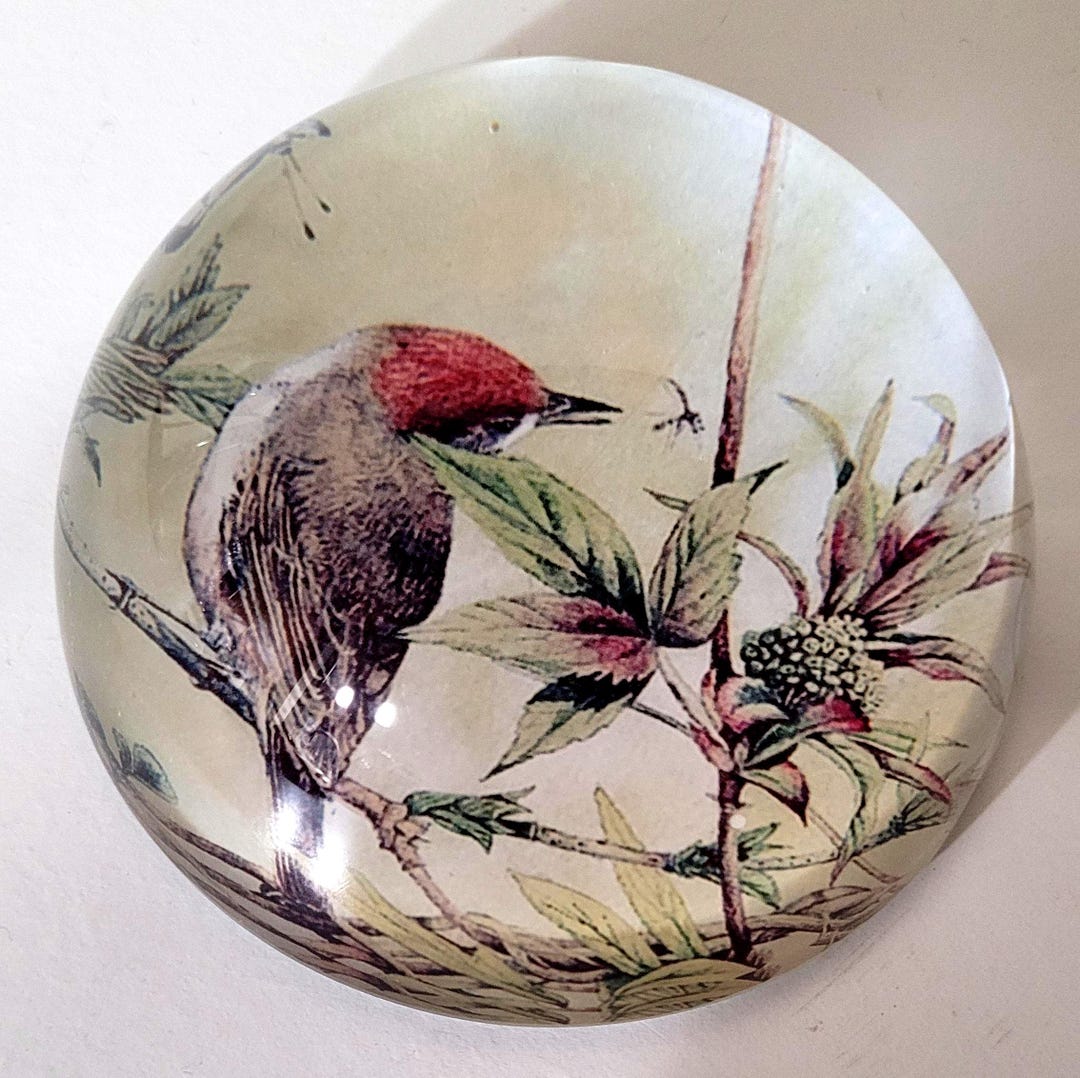 Vintage Glass Bird Paperweight | Nature Bird Illustration Dome ...