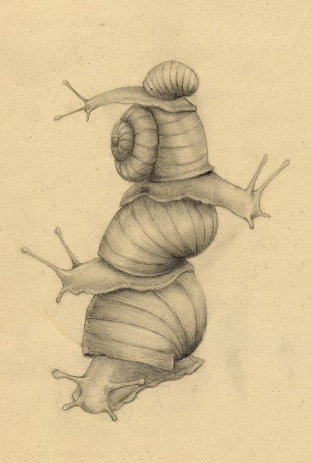 Snail Tower Print 8.5x11 Pencil Drawing, Cozy, Cute, Shells, Garden ...