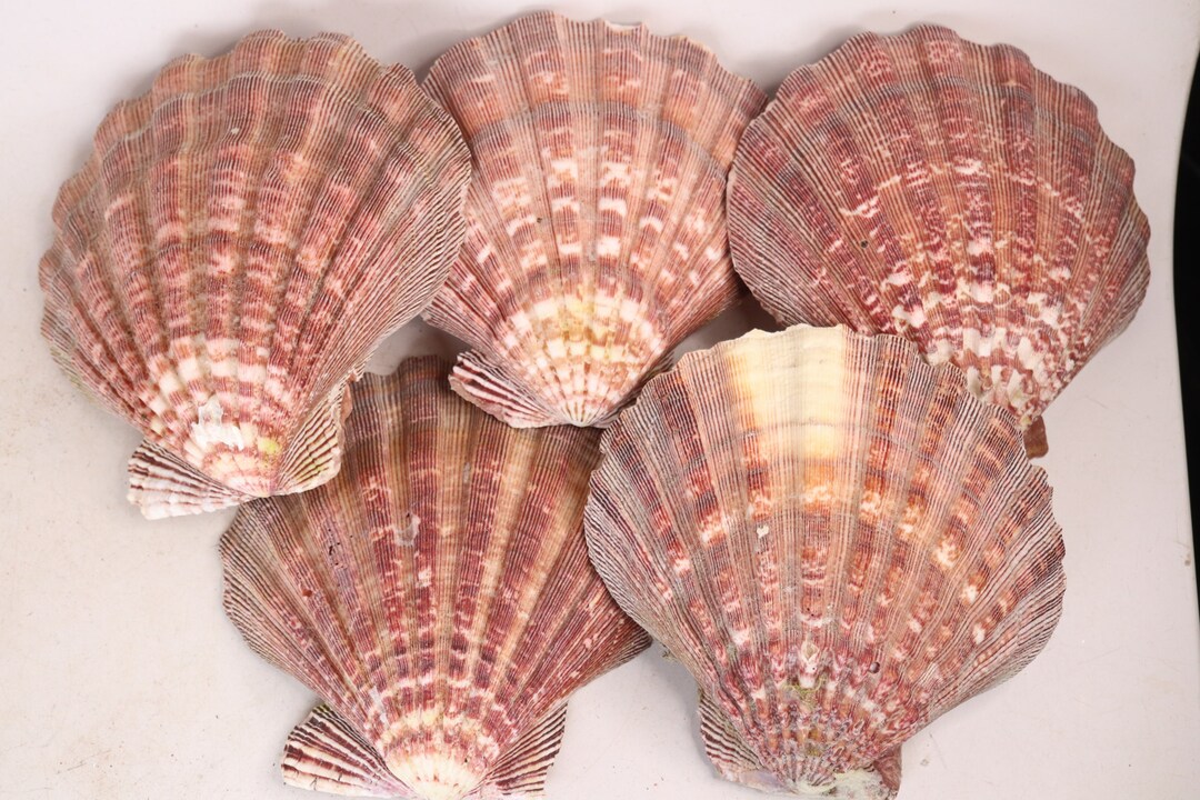 Large Scallop Shells 5 Food Serving Scallops Scallop - Etsy