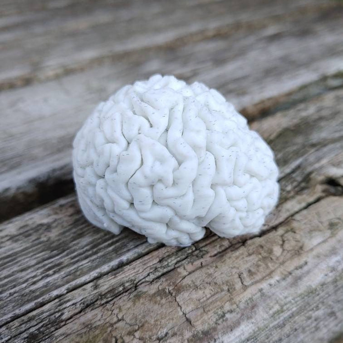 Human Brain Model 1/3 Scale - Etsy