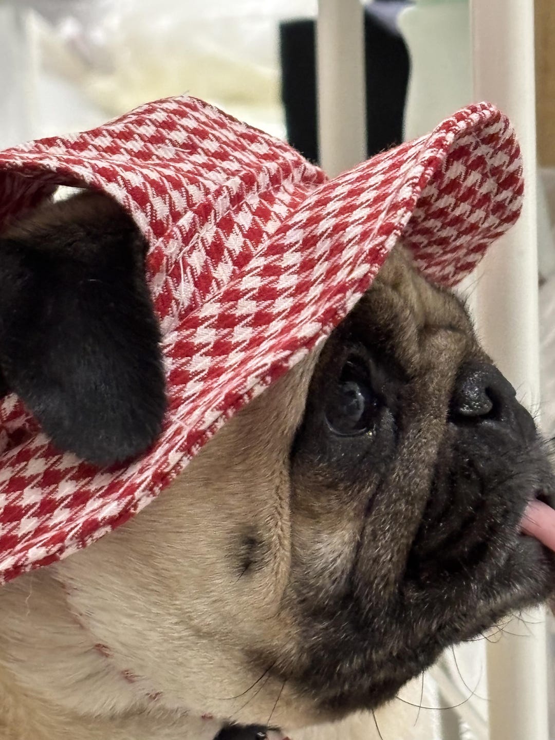 Custom Dog Bucket Hat | Handmade Pet Hat for Small Dogs | Stylish ...