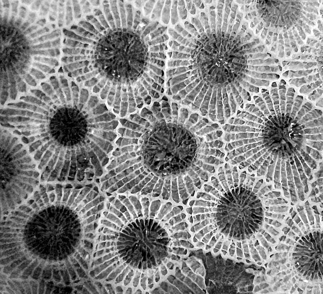 Petoskey Stone Print | Petoskey Stone Wall Decor | Petoskey Stone Wall ...