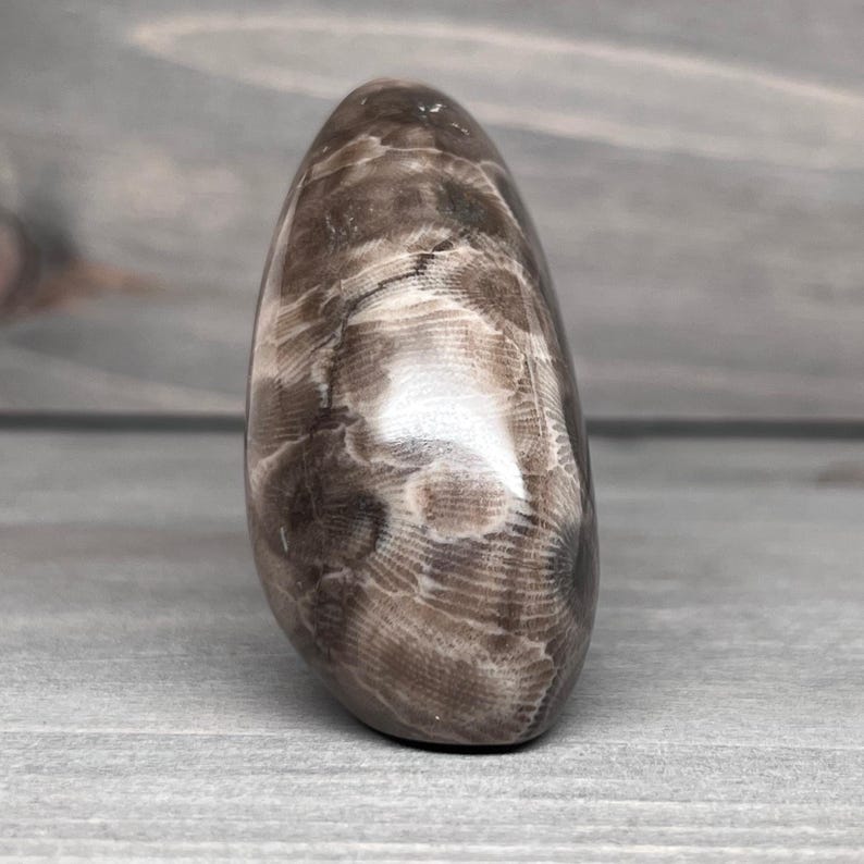 Polished Petoskey Stone: Grade A Michigan Fossil, 4.3 Ounces - Etsy