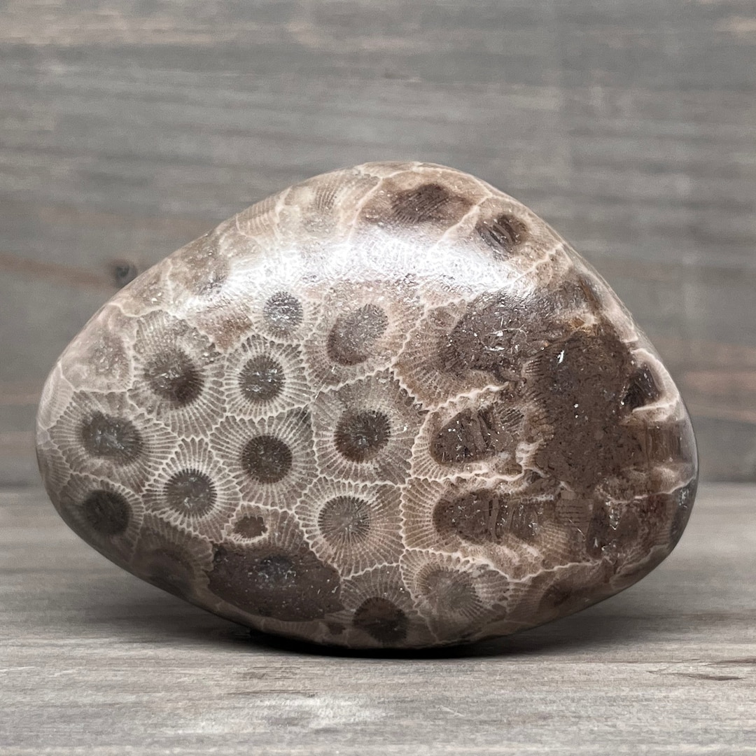 Grade A Polished Petoskey Stone 9.5 Oz Polished Petoskey Stone Michigan ...