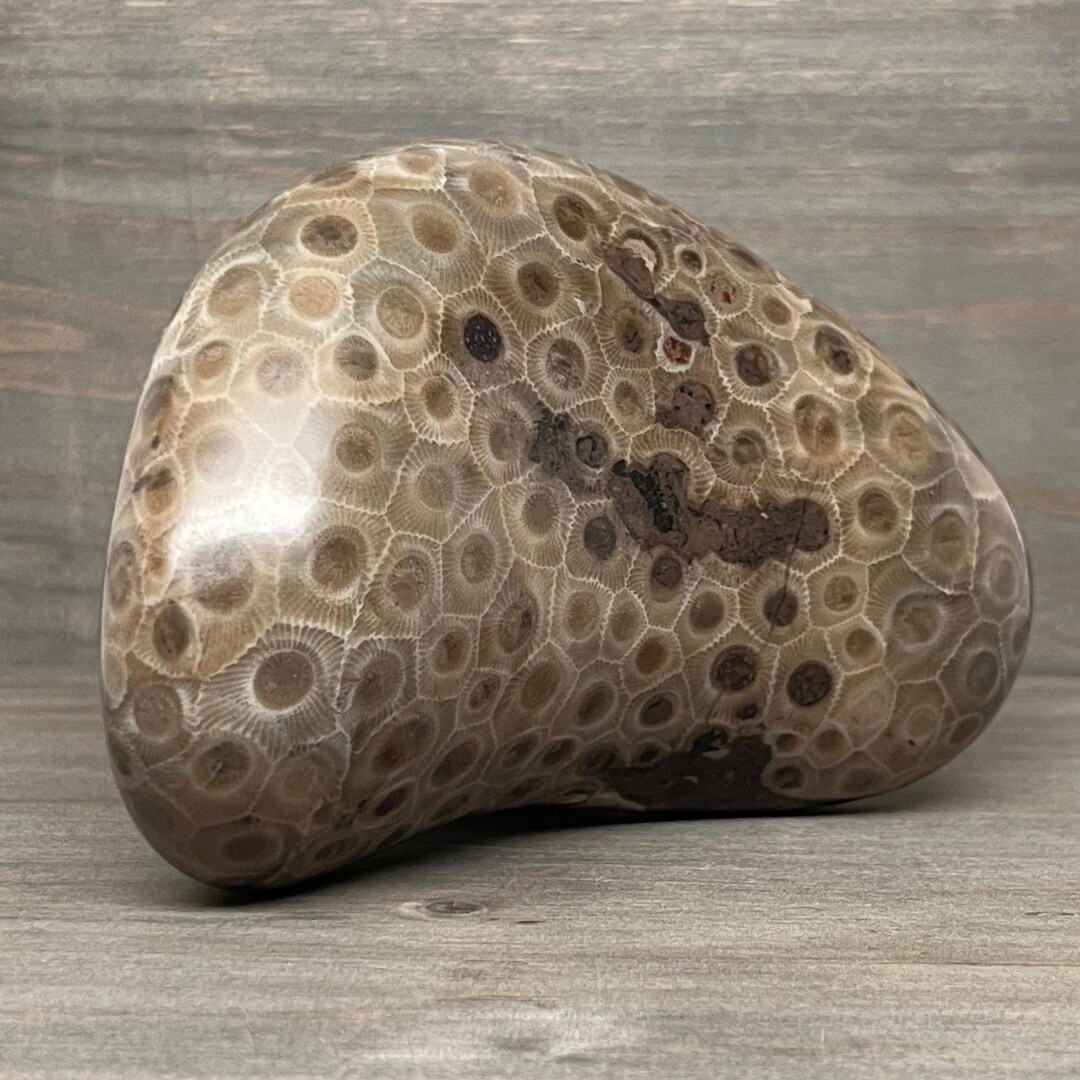 Grade A Polished Petoskey Stone - 15.2 Oz - Polished Petoskey Stone ...