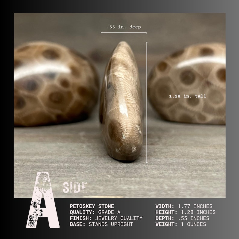 Polished Petoskey Stone - Grade A - Collector's Specimen - Various ...