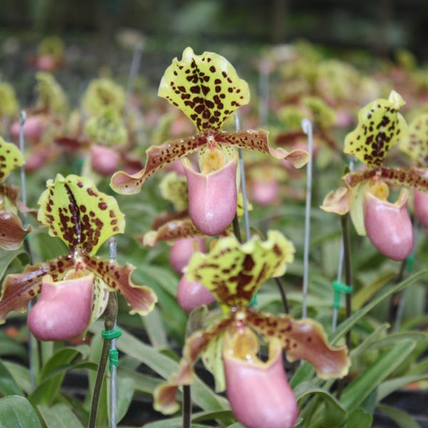 Paphiopedilum - Etsy